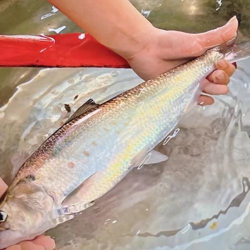 鲥鱼是什么鱼_鲥鱼多少钱一斤-第3张图片-山城妙识