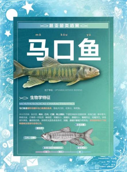 马口鱼的营养价值_马口鱼的功效与作用-第2张图片-山城妙识