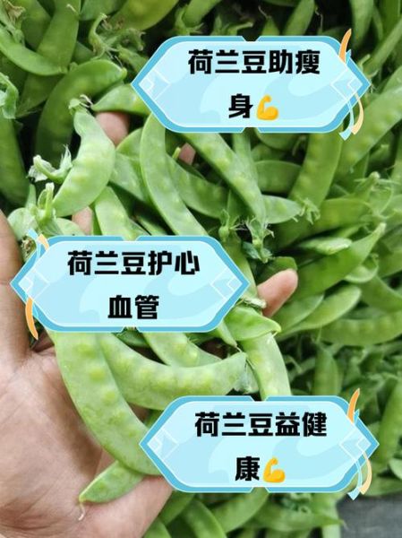 吃荷兰豆的禁忌_荷兰豆不能和什么一起吃-第1张图片-山城妙识