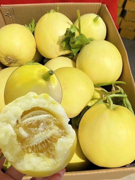 小香瓜怎么挑选_小香瓜图片大全-第1张图片-山城妙识