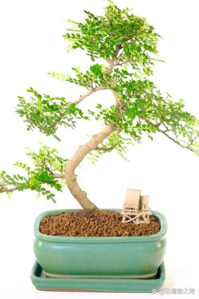 胡椒木怎么养_胡椒木叶子发黄怎么办-第1张图片-山城妙识