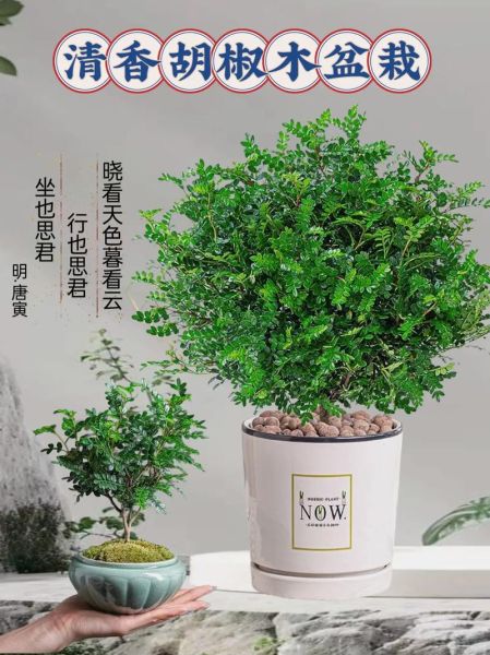 胡椒木怎么养_胡椒木叶子发黄怎么办-第3张图片-山城妙识