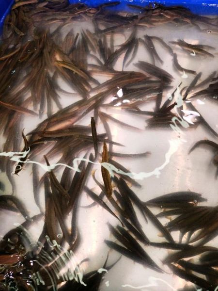 泥鳅多少钱一斤_泥鳅价格为什么波动大-第1张图片-山城妙识