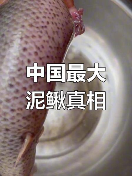 泥鳅多少钱一斤_泥鳅价格为什么波动大-第3张图片-山城妙识