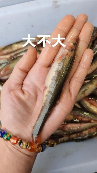 泥鳅多少钱一斤_泥鳅价格为什么波动大-第2张图片-山城妙识