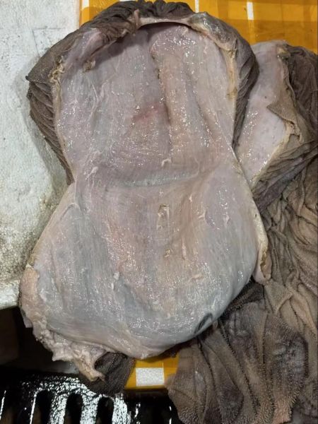 毛肚多少钱一斤_毛肚价格行情-第2张图片-山城妙识