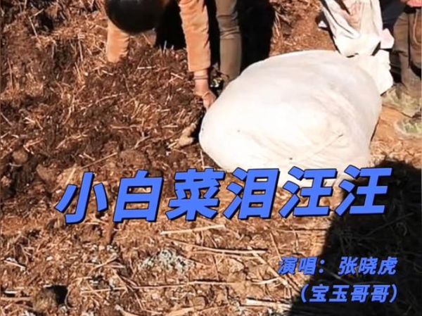 小白菜泪汪汪全集30_小白菜泪汪汪30集剧情解析-第2张图片-山城妙识