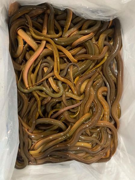 黄鳝多少钱一斤_黄鳝价格表最新行情-第1张图片-山城妙识 黄鳝多少钱一斤_黄鳝价格表最新行情-第1张图片-山城妙识