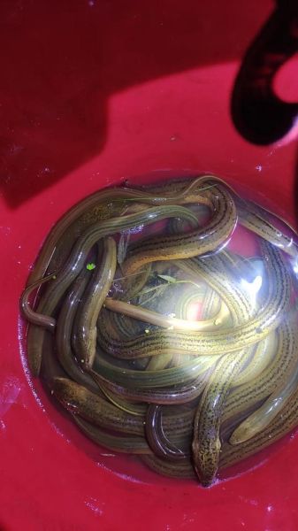 黄鳝多少钱一斤_黄鳝价格表最新行情-第2张图片-山城妙识 黄鳝多少钱一斤_黄鳝价格表最新行情-第2张图片-山城妙识