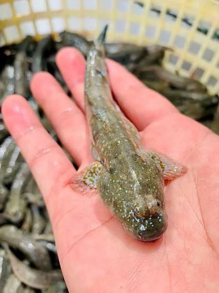 跳鱼儿是什么意思_跳鱼儿是哪里的方言-第1张图片-山城妙识 跳鱼儿是什么意思_跳鱼儿是哪里的方言-第1张图片-山城妙识