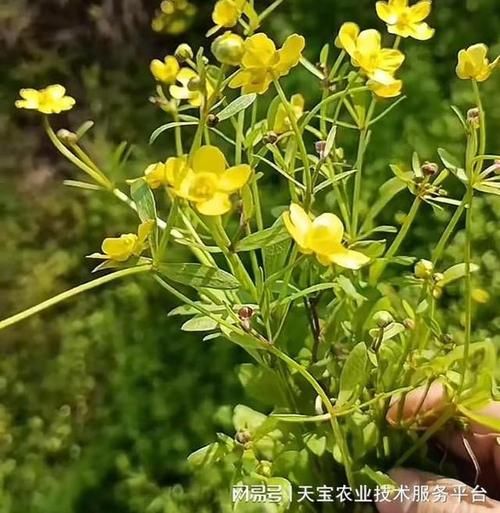 2021年最紧缺药材有哪些_如何抓住种植商机-第1张图片-山城妙识 2021年最紧缺药材有哪些_如何抓住种植商机-第1张图片-山城妙识