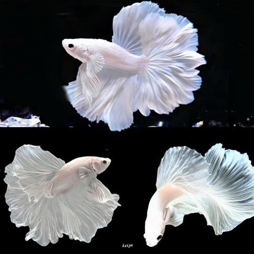 墨斗鱼怎么养_墨斗鱼吃什么长得快-第2张图片-山城妙识 墨斗鱼怎么养_墨斗鱼吃什么长得快-第2张图片-山城妙识