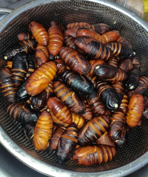 大蚕蛹怎么做好吃_大蚕蛹的做法大全-第3张图片-山城妙识 大蚕蛹怎么做好吃_大蚕蛹的做法大全-第3张图片-山城妙识