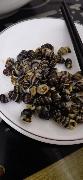 织纹螺有毒为什么还有人买_中毒风险与市场需求-第2张图片-山城妙识