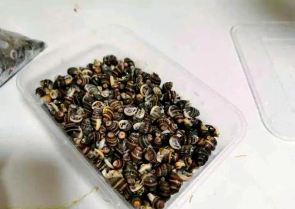 织纹螺有毒为什么还有人买_中毒风险与市场需求-第3张图片-山城妙识