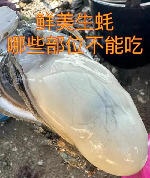 海蛎子哪个部位不能吃_怎么分辨有毒部位-第1张图片-山城妙识