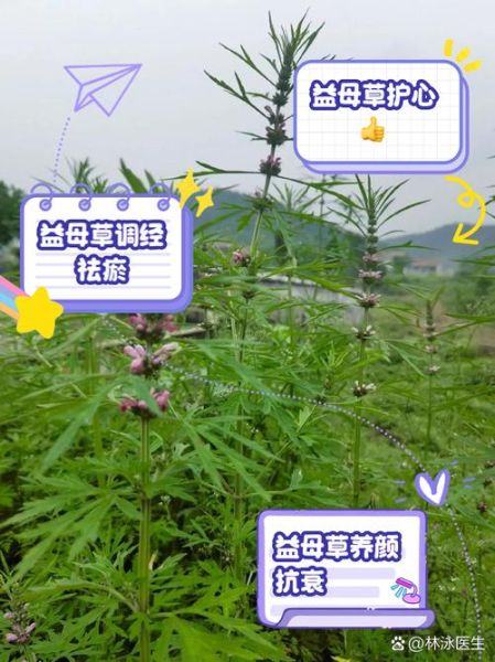吃新鲜益母草的好处_益母草怎么吃效果最好-第3张图片-山城妙识
