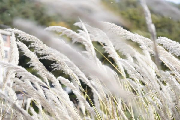 野生芦苇图片怎么拍_野生芦苇在哪个季节最美-第2张图片-山城妙识