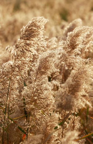 野生芦苇图片怎么拍_野生芦苇在哪个季节最美-第3张图片-山城妙识