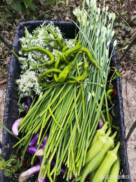 韭菜花怎么腌不变黄_腌韭菜花不变色技巧-第2张图片-山城妙识