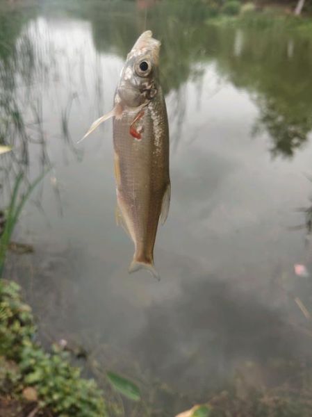 白条鱼最大能长多少斤_白条鱼最大体重记录-第2张图片-山城妙识