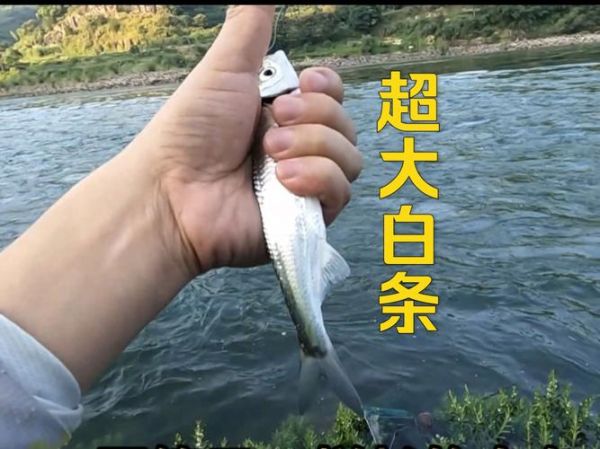 白条鱼最大能长多少斤_白条鱼最大体重记录-第1张图片-山城妙识