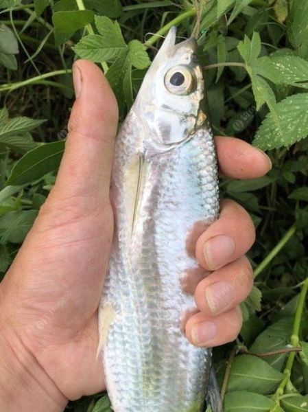 白条鱼最大能长多少斤_白条鱼最大体重记录-第3张图片-山城妙识