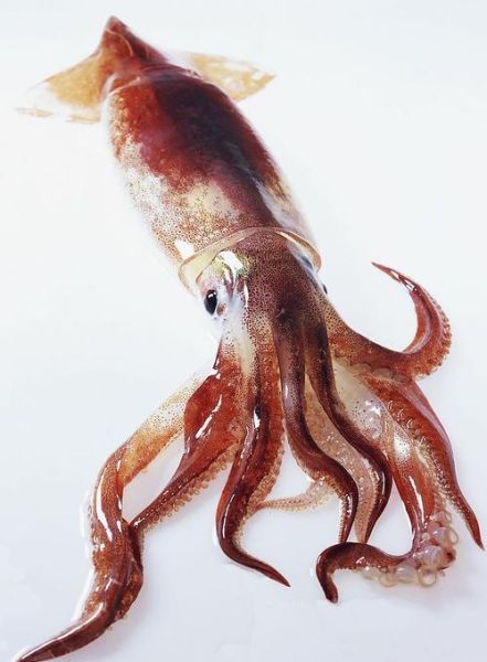 乌贼高清大图哪里找_乌贼图片怎么拍才清晰-第1张图片-山城妙识 乌贼高清大图哪里找_乌贼图片怎么拍才清晰-第1张图片-山城妙识