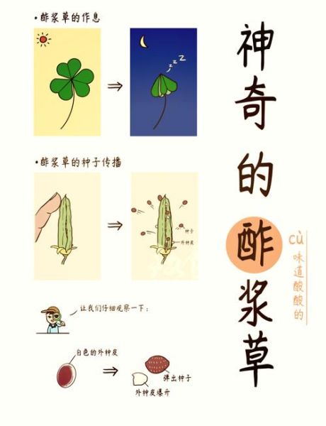 酢浆草怎么读_酢浆草是草本植物吗-第1张图片-山城妙识