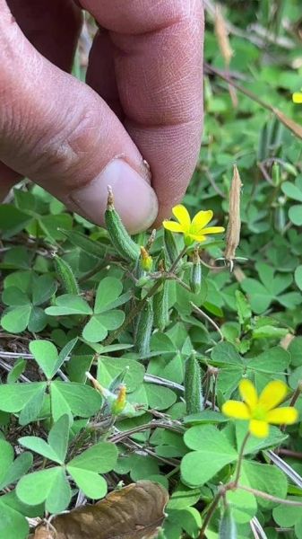酢浆草怎么读_酢浆草是草本植物吗-第2张图片-山城妙识