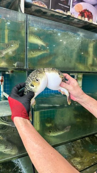 河豚鱼功效与禁忌_河豚鱼什么人不能吃-第3张图片-山城妙识