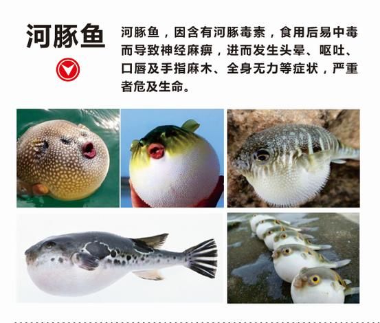 河豚鱼功效与禁忌_河豚鱼什么人不能吃-第2张图片-山城妙识
