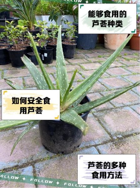 芦荟怎么吃_芦荟的吃法大全-第2张图片-山城妙识