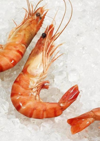 北极虾的危害有哪些_北极虾吃多了会怎么样-第2张图片-山城妙识 北极虾的危害有哪些_北极虾吃多了会怎么样-第2张图片-山城妙识