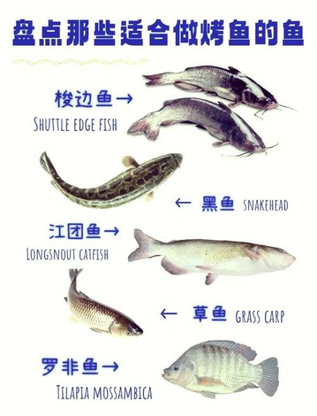 梭边鱼的营养价值_孕妇能吃梭边鱼吗-第2张图片-山城妙识