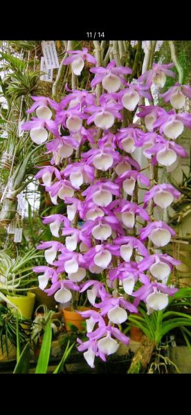 野生石斛多少钱一斤_正宗野生石斛价格-第2张图片-山城妙识