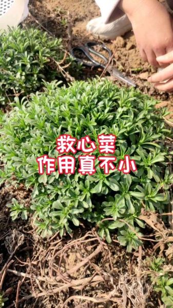 救心菜的功效与作用有哪些_救心菜怎么吃最营养-第3张图片-山城妙识 救心菜的功效与作用有哪些_救心菜怎么吃最营养-第3张图片-山城妙识