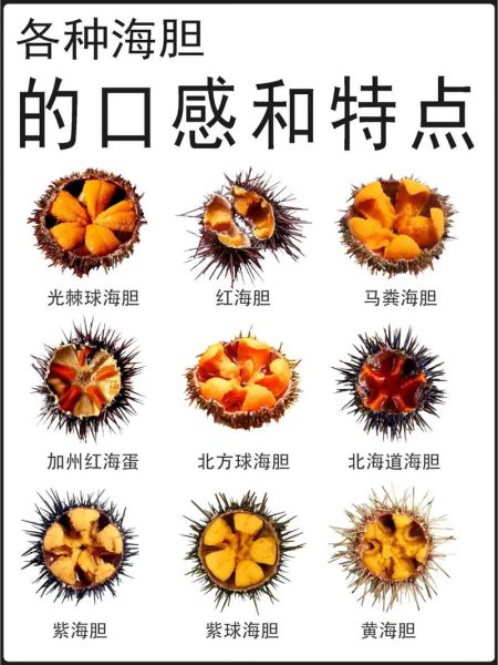 海胆种类有哪些_如何区分海胆品种-第1张图片-山城妙识