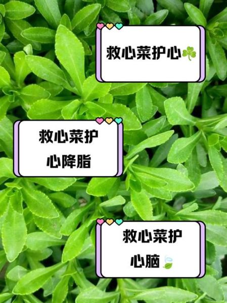 救心菜的功效与作用有哪些_救心菜怎么吃最营养-第2张图片-山城妙识 救心菜的功效与作用有哪些_救心菜怎么吃最营养-第2张图片-山城妙识