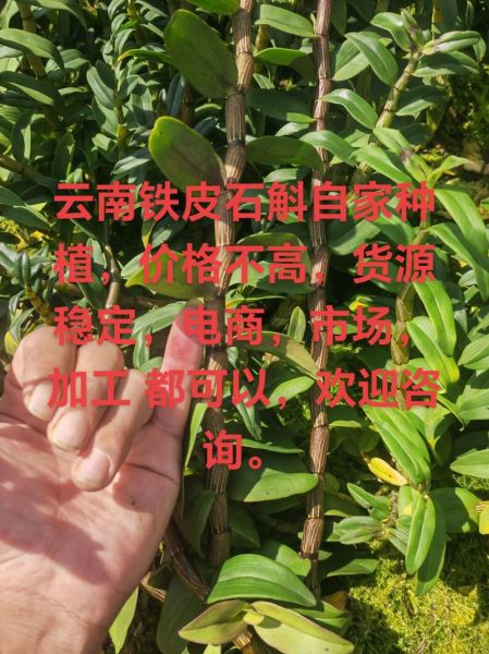 野生石斛多少钱一斤_正宗野生石斛价格-第3张图片-山城妙识