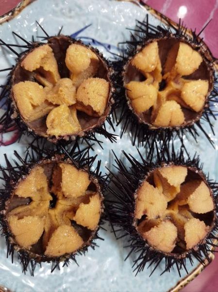 海胆种类有哪些_如何区分海胆品种-第3张图片-山城妙识