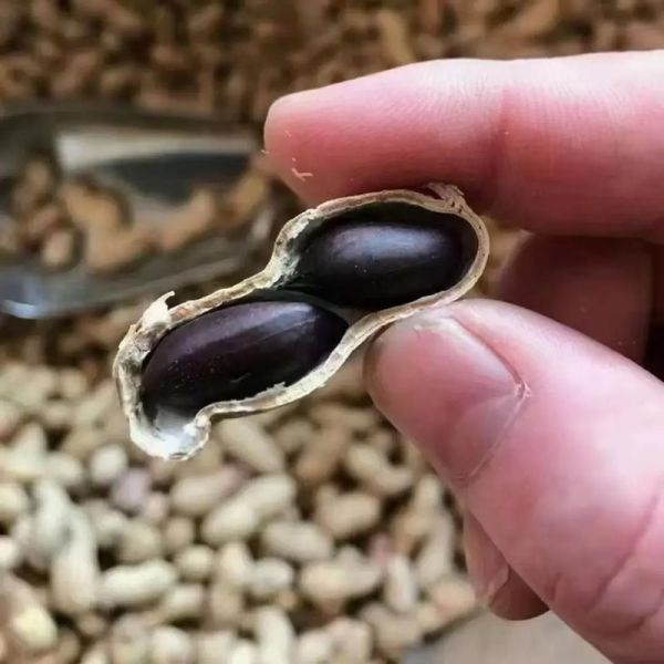 黑皮花生和红皮花生哪个好_营养价值对比-第1张图片-山城妙识