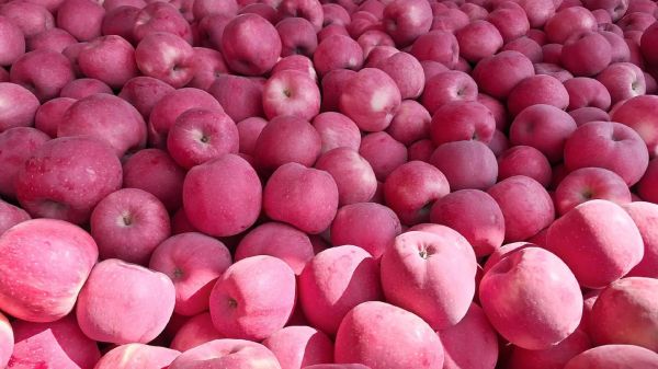 苹果水果图片壁纸哪里下载_如何设置高清苹果壁纸-第1张图片-山城妙识 苹果水果图片壁纸哪里下载_如何设置高清苹果壁纸-第1张图片-山城妙识