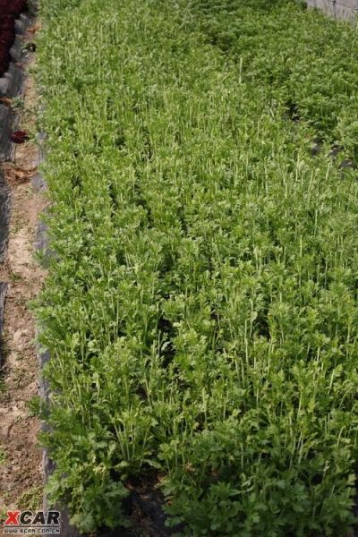 菠菜论坛社区怎么玩_菠菜论坛社区安全吗-第3张图片-山城妙识 菠菜论坛社区怎么玩_菠菜论坛社区安全吗-第3张图片-山城妙识