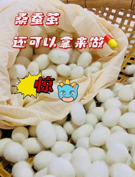 蚕茧的作用_蚕茧有什么功效-第1张图片-山城妙识