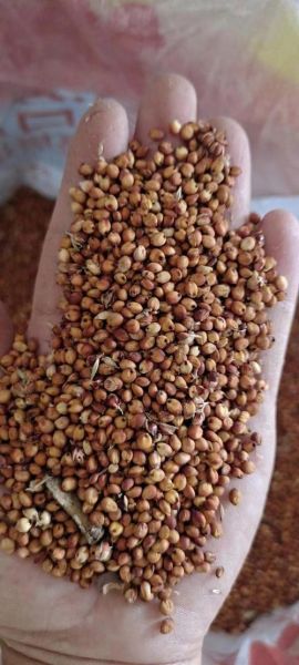 高粱图片_如何识别真假-第2张图片-山城妙识