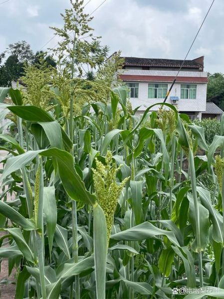 高粱图片_如何识别真假-第3张图片-山城妙识