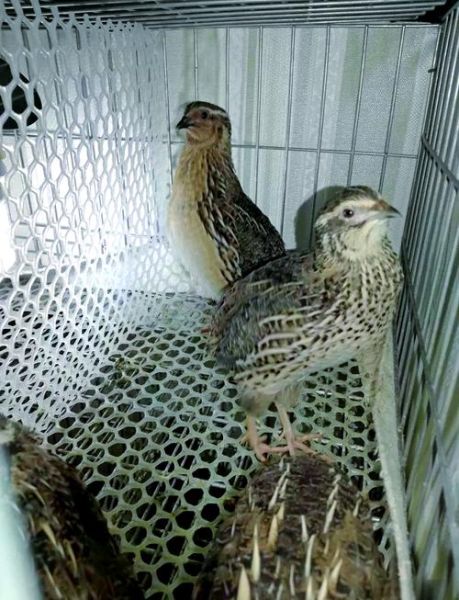 养100只鹌鹑一年利润_新手能赚多少钱-第2张图片-山城妙识 养100只鹌鹑一年利润_新手能赚多少钱-第2张图片-山城妙识