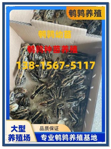 养100只鹌鹑一年利润_新手能赚多少钱-第3张图片-山城妙识 养100只鹌鹑一年利润_新手能赚多少钱-第3张图片-山城妙识