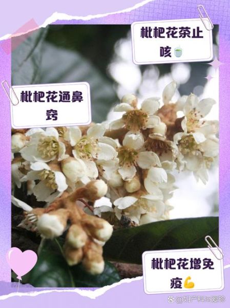 枇杷花泡水喝的功效与禁忌_枇杷花适合什么人喝-第1张图片-山城妙识